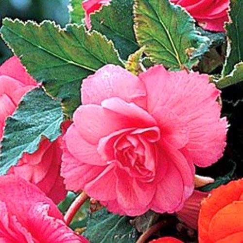 Begonija double pink 1/1 – GardenAB